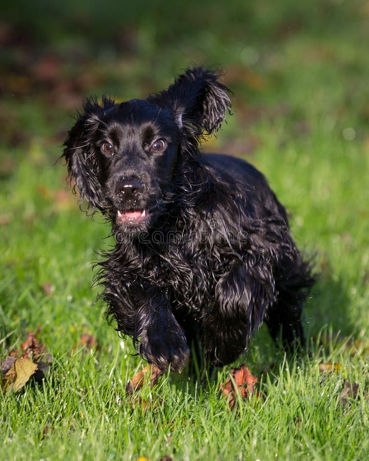 Spaniel de cocker preto imagem de stock. Imagem de campo - 51253767