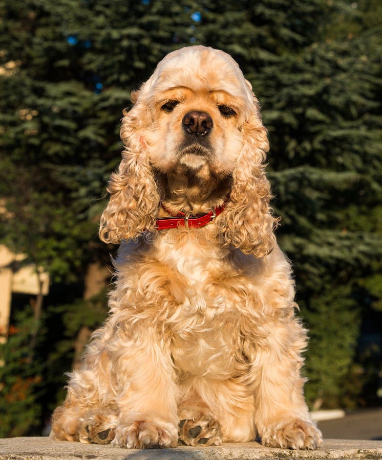 Spaniel Di Cocker Americano Fotografia Stock - Immagine di razza ...