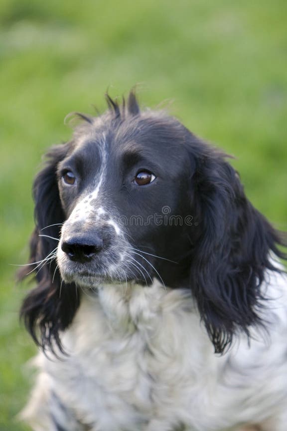 Springer Spaniel Bianco E Nero Immagine Stock - Immagine di ...