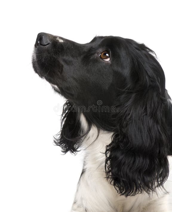 Springer Spaniel Inglese (2 Anni) Fotografia Stock - Immagine di lato ...