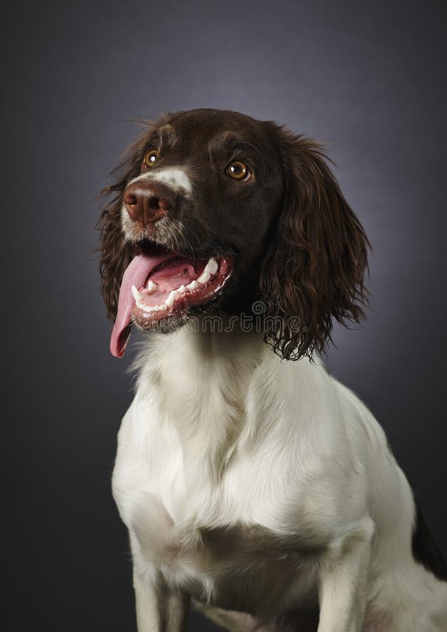English Springer Spaniel Da Lavoro Immagine Stock - Immagine di orecchi ...