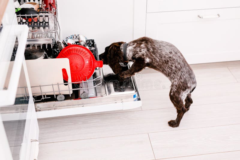 Spaniel Dog Licks Dirty Plates in Full Dishwasher Stock Image - Image ...