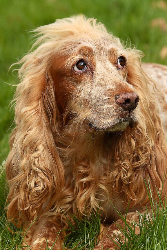 Spaniel dog looking sad stock image. Image of display - 80547709