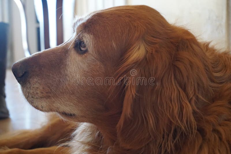 Spaniel, dog stock photo. Image of decorating, bread - 51633670