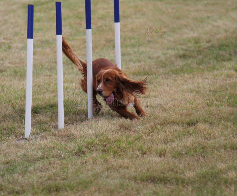 Dog Agility Training Obstacle. Stock Photo - Image of racing, rural ...