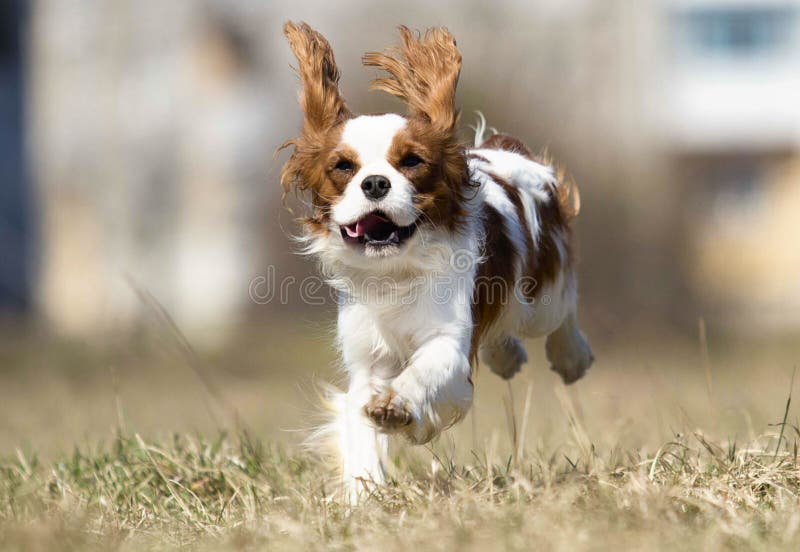 Spaniel dog running fast stock image. Image of dogs - 145331117