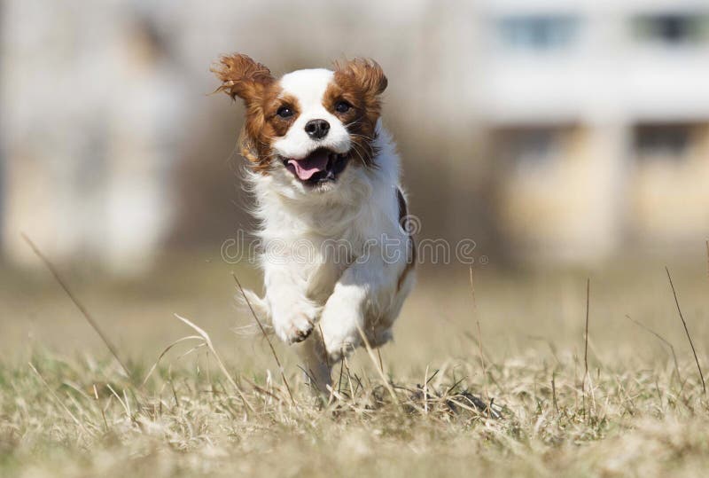 Spaniel dog running fast stock photo. Image of portrait - 145331136