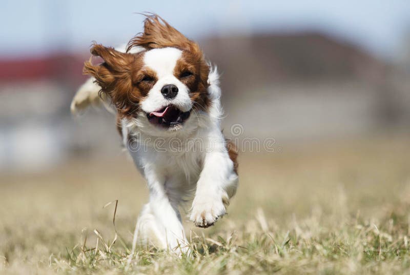Spaniel dog running fast stock photo. Image of springer - 145331240