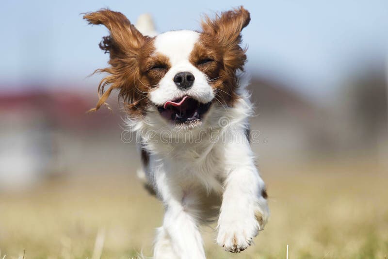 Spaniel dog running fast stock image. Image of park - 145331295