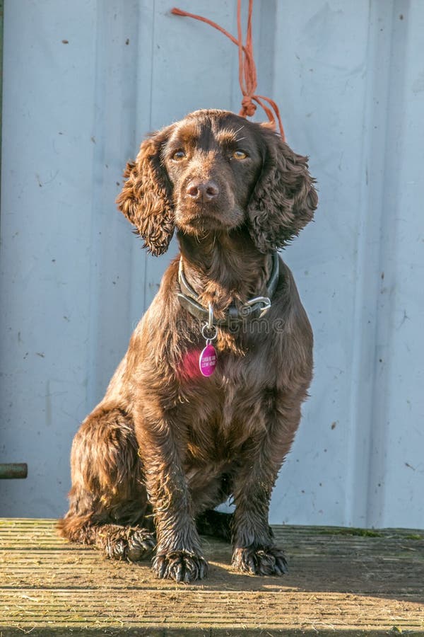 Spaniel Dog Sitting on Wooden Step Stock Photo - Image of domestic ...
