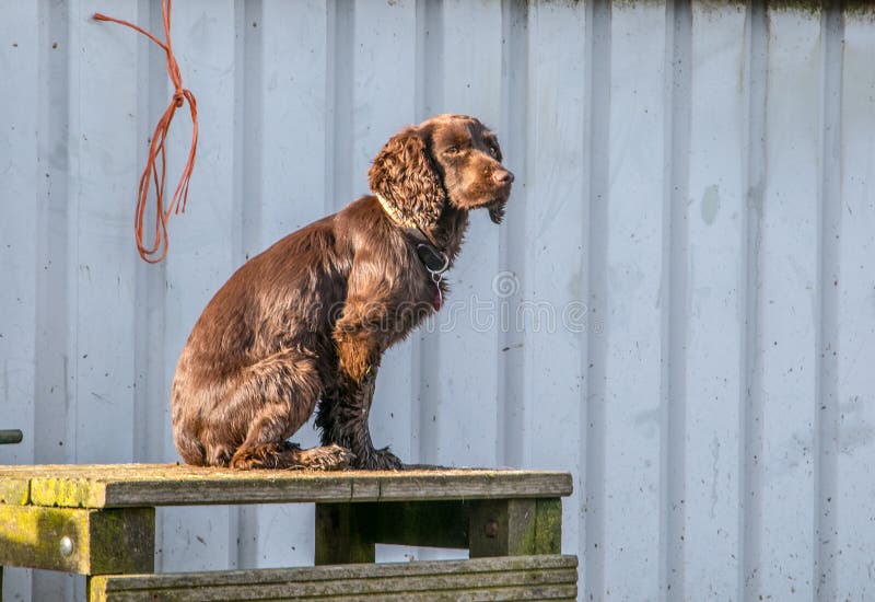 Spaniel Dog Sitting on Wooden Step Stock Image - Image of furry, collar ...