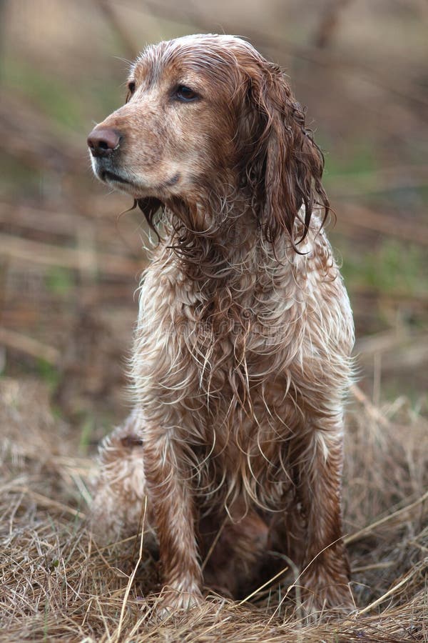 Spaniel on the field stock photo. Image of hunting, grass - 92669812