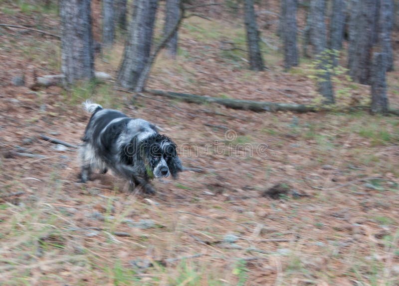 Spaniel Hunting Dog Running in Autumn Forest Stock Image - Image of ...