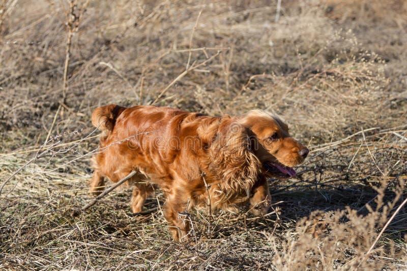 Spaniel in hunting stock image. Image of outdoors, actions - 83587003