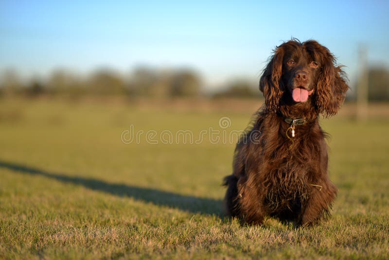 339 Working Cocker Spaniel Sitting Stock Photos - Free & Royalty-Free ...