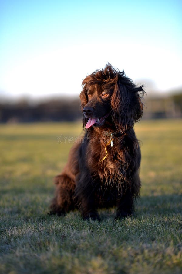 Spaniel stock photo. Image of panting, spaniel, working - 84820410
