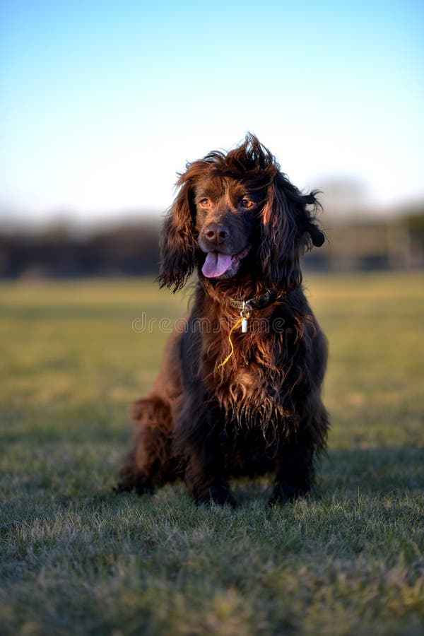 339 Working Cocker Spaniel Sitting Stock Photos - Free & Royalty-Free ...