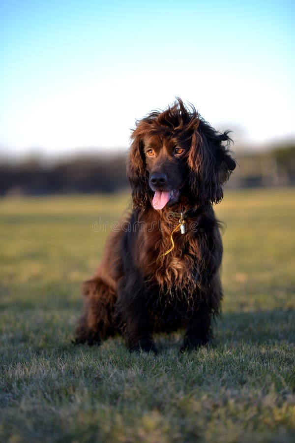 327 Working Cocker Spaniel Sitting Stock Photos - Free & Royalty-Free ...