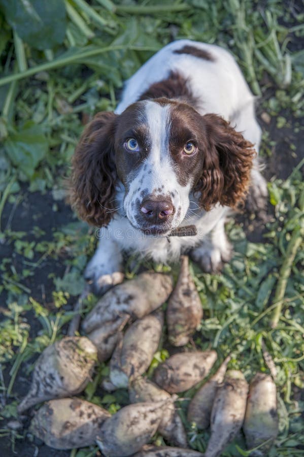 Spaniel portrait stock photo. Image of beets, animal - 27778346