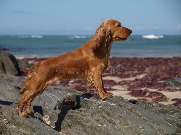 Spaniel Pose stock image. Image of skies, tail, rocks - 16608315