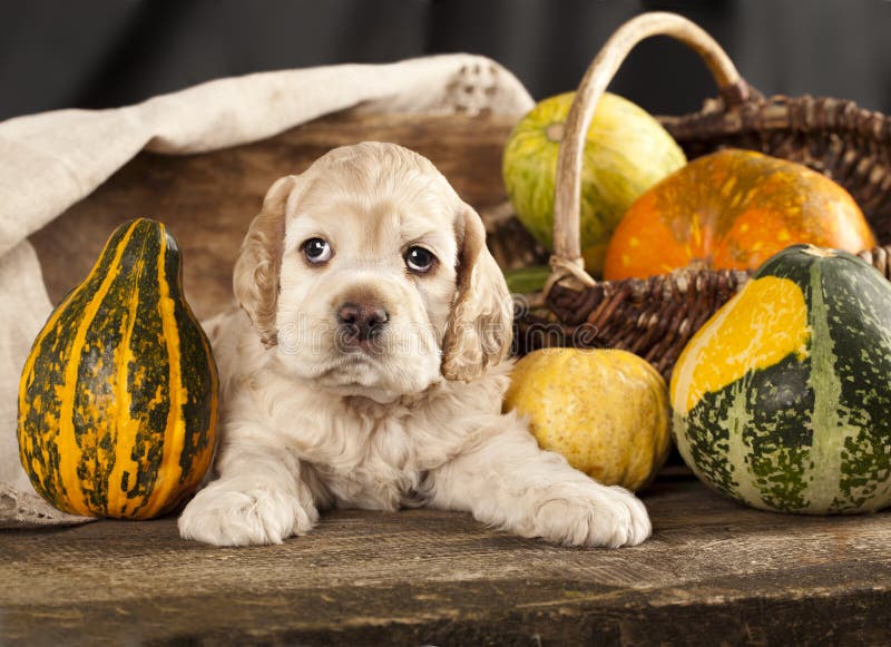 3,898 American Cocker Spaniel Photos - Free & Royalty-Free Stock Photos ...