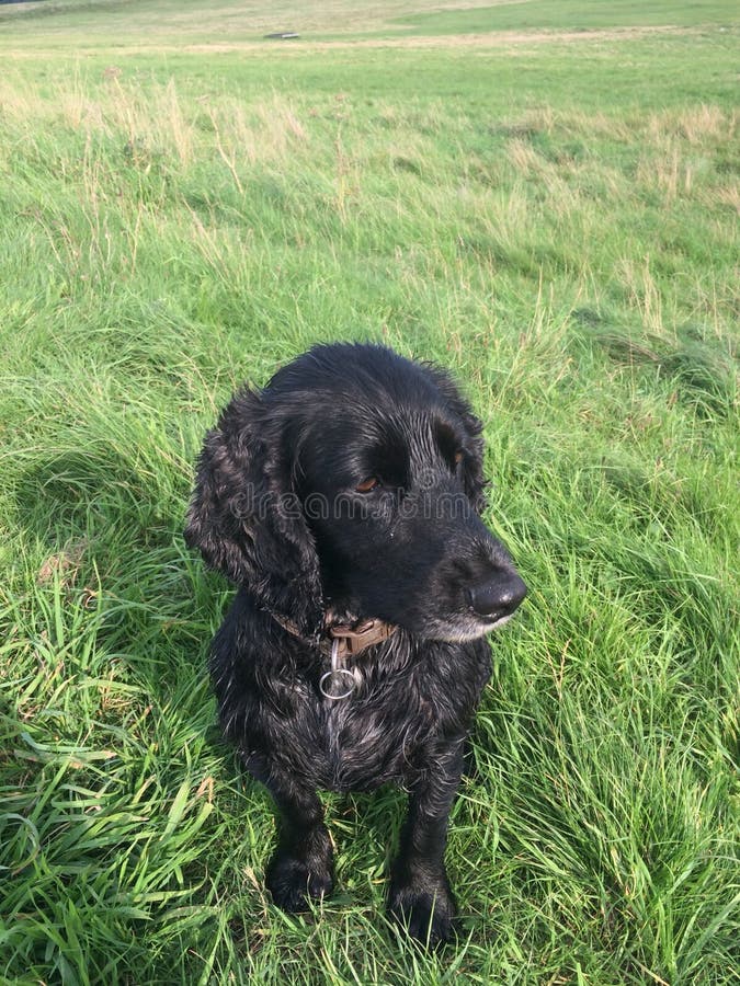 Spaniel puppy dog stock image. Image of spaniel, puppy - 121365101