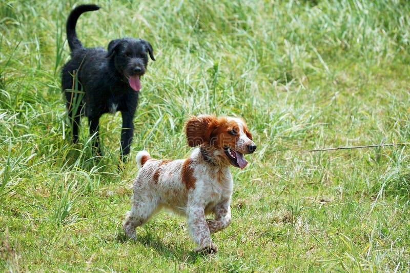 Spaniel Running and Hunting Stock Image - Image of cute, speed: 56722559