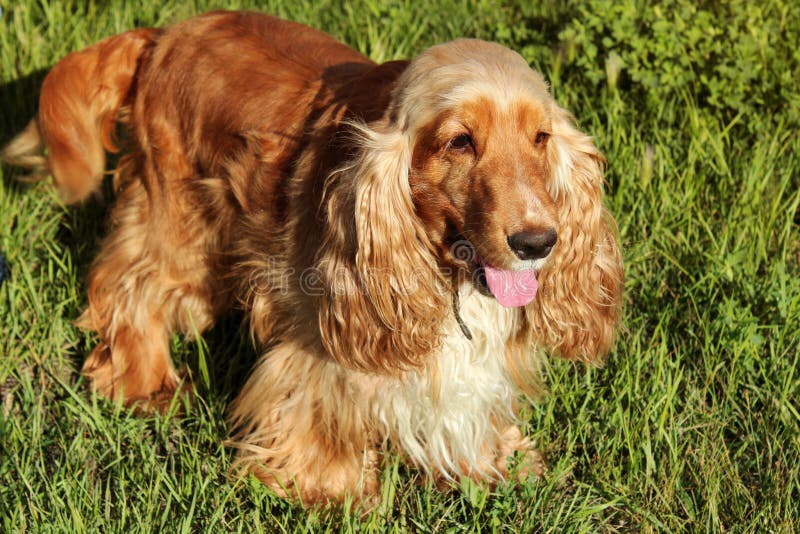 Spaniel stock image. Image of doggy, lawn, park, mixed - 55371741