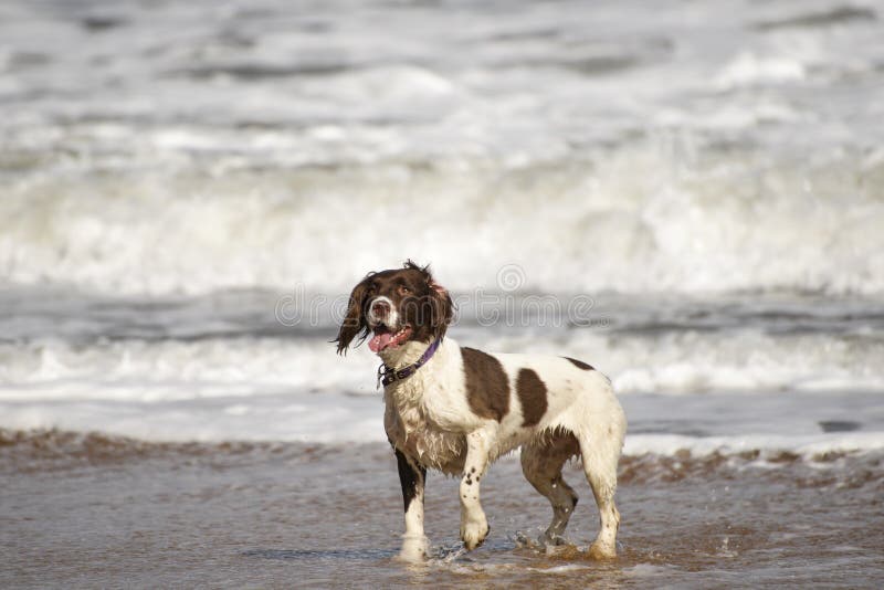 A Working Type English Springer Spaniel by a Lake Stock Photo - Image ...