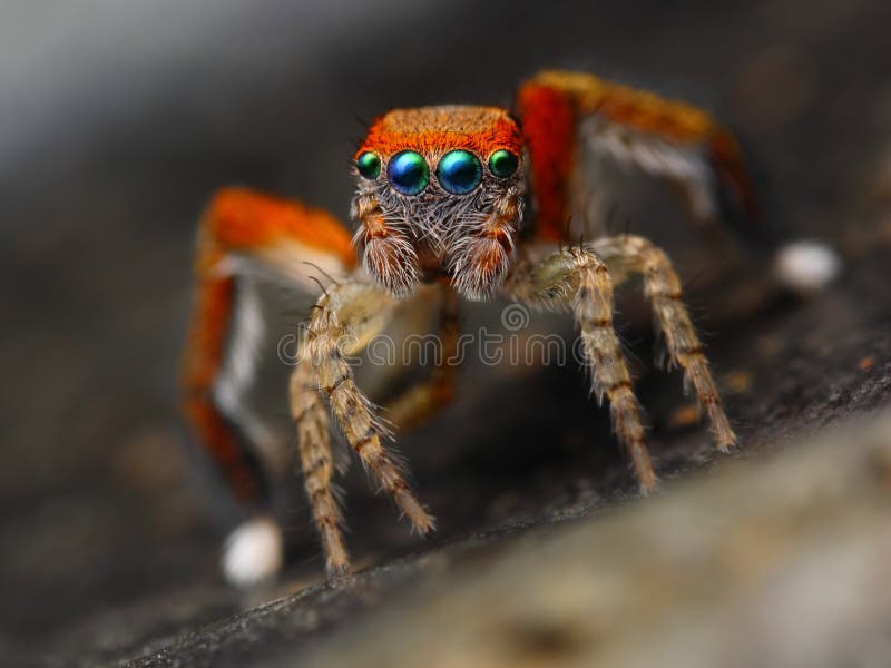 Spanische Springspinne Saitis Barbipes Stockbild - Bild von insekt ...