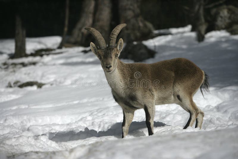 Iberische Steinbock Capra Pyrenaica Victoriae in Einer Klippe Aus Der ...