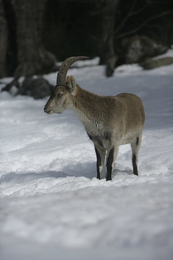 Spanischer Oder Iberischer Steinbock, Capra Pyrenaica Stockfoto - Bild ...