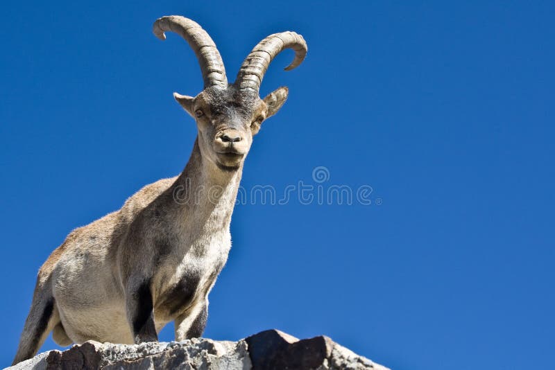 Iberiensteinbock (Capra Pyrenaica) Stockbild - Bild von portugal, ziege ...
