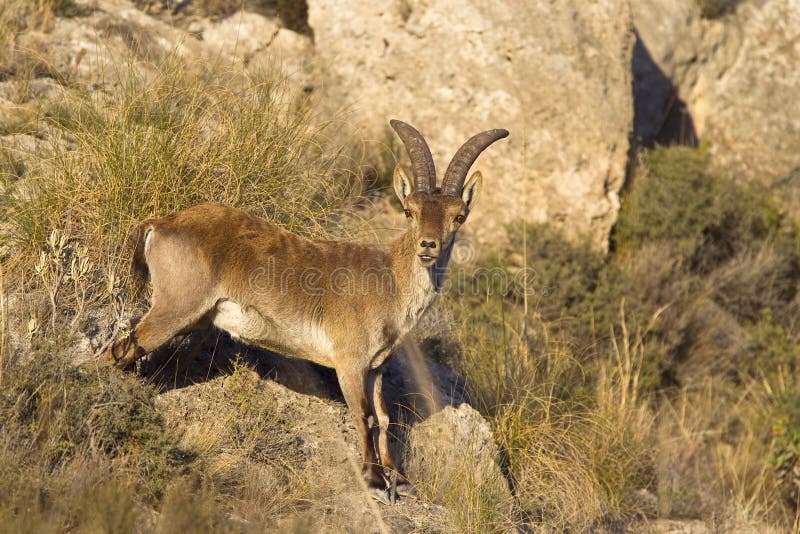 Iberiensteinbock Stand Auf Felsen Aufrecht Stockbild - Bild von klippen ...