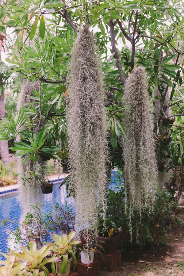 Spanisches Moos, Das Auf Dem Baum Pflanzte Stockfoto - Bild von betrieb ...