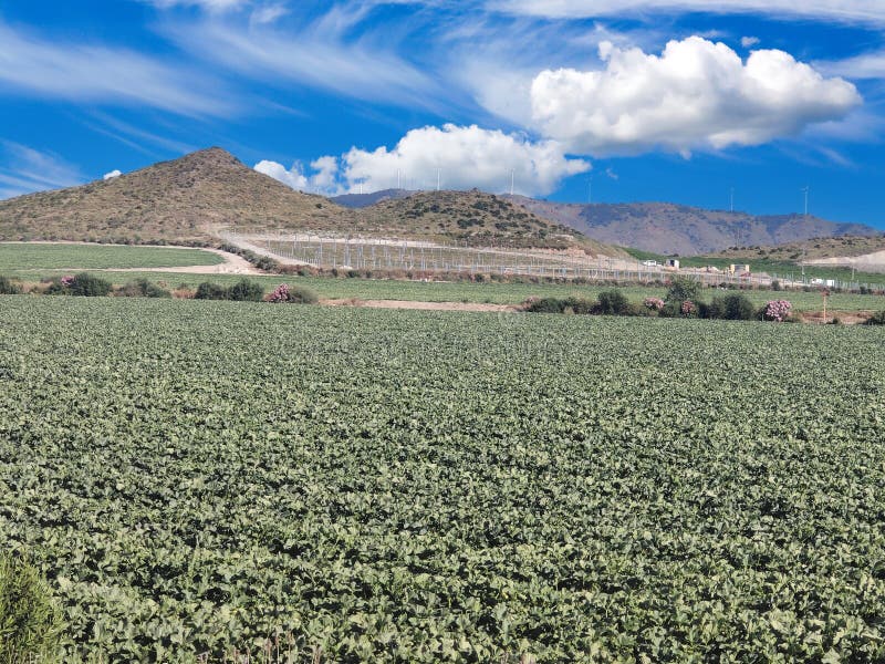 Spanish agriculture stock photo. Image of landscape - 324424828
