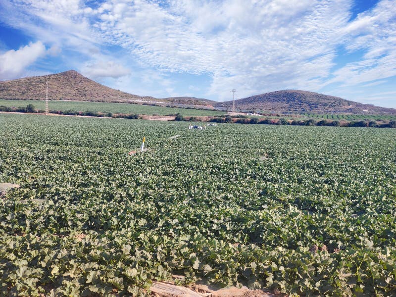 Spanish agriculture stock photo. Image of meadow, spain - 324424834