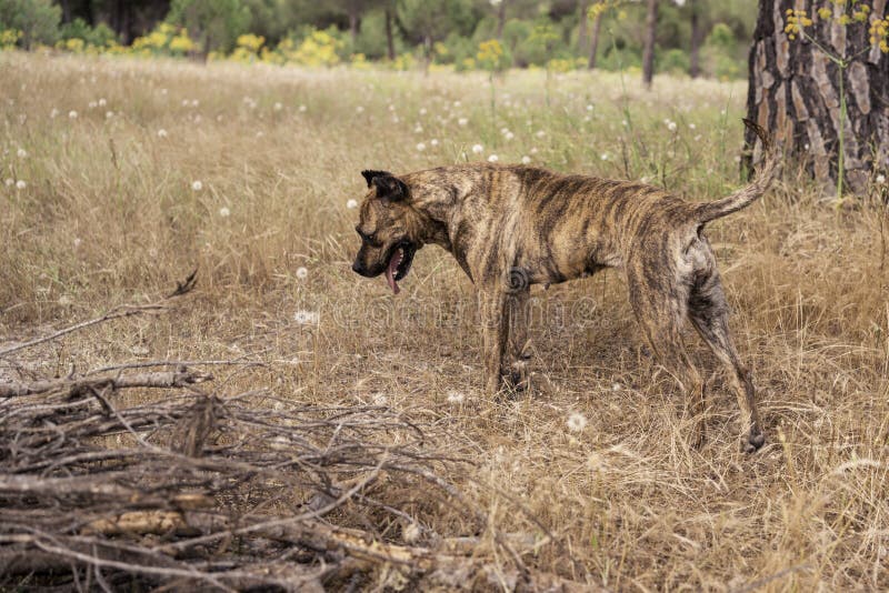 Spanish Alano Dog Portrait. Prey Dog Stock Image - Image of doggy ...