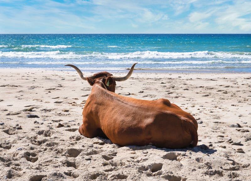 Spanish Andalusian Cow at the Beach Stock Photo - Image of ocean, beach ...