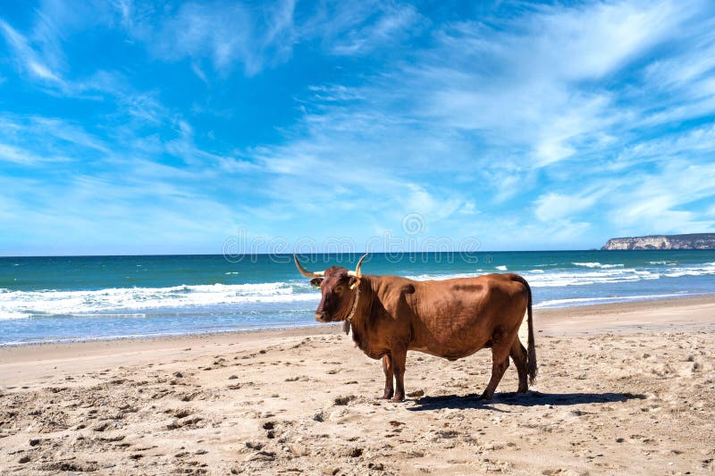 Spanish Andalusian Cow at the Beach Stock Image - Image of environment ...