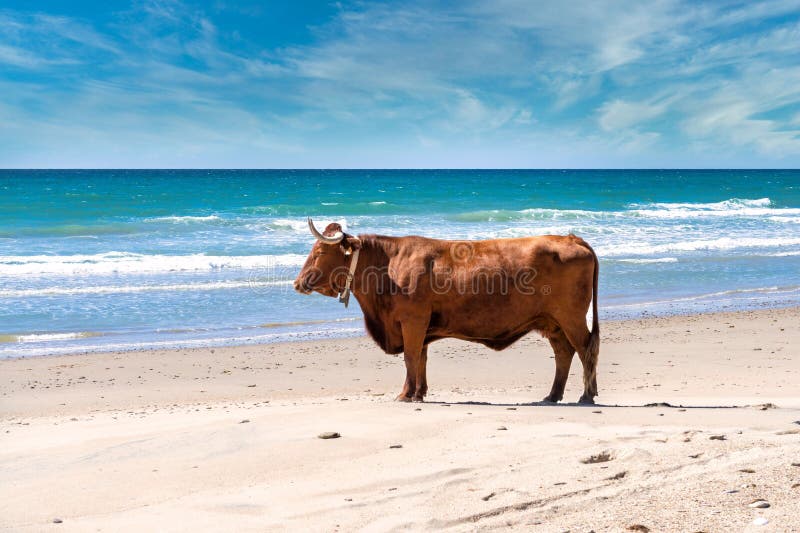 Spanish Andalusian Cow at the Beach Stock Photo - Image of wildlife ...