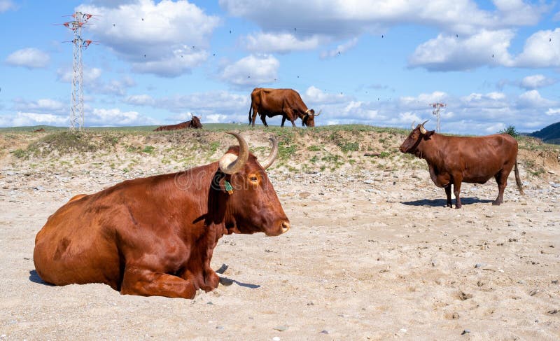 Spanish Andalusian Cows at the Beach Stock Photo - Image of ocean ...