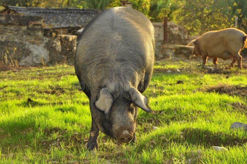 Spanish big pig stock photo. Image of agriculture, piglet - 22036138
