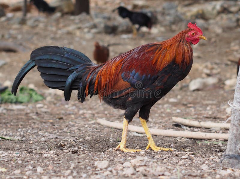 Spanish Black and Red Chicken Stock Image - Image of delicate, female ...