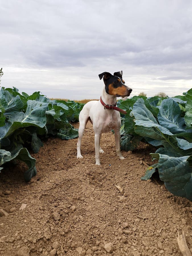 Spanish Bodeguero Breed Dog in a Broccoli Field Stock Photo - Image of ...