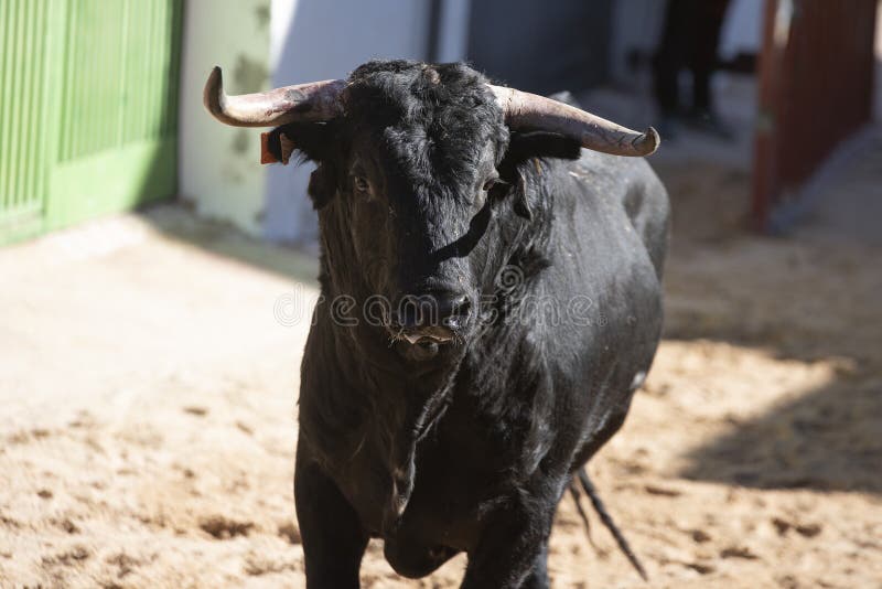 Spanish Brave Bull stock image. Image of speed, brave - 268224579