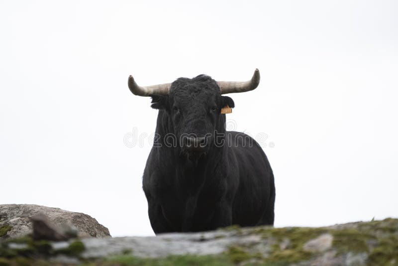 Spanish Brave Bull stock image. Image of grass, animal - 268224645