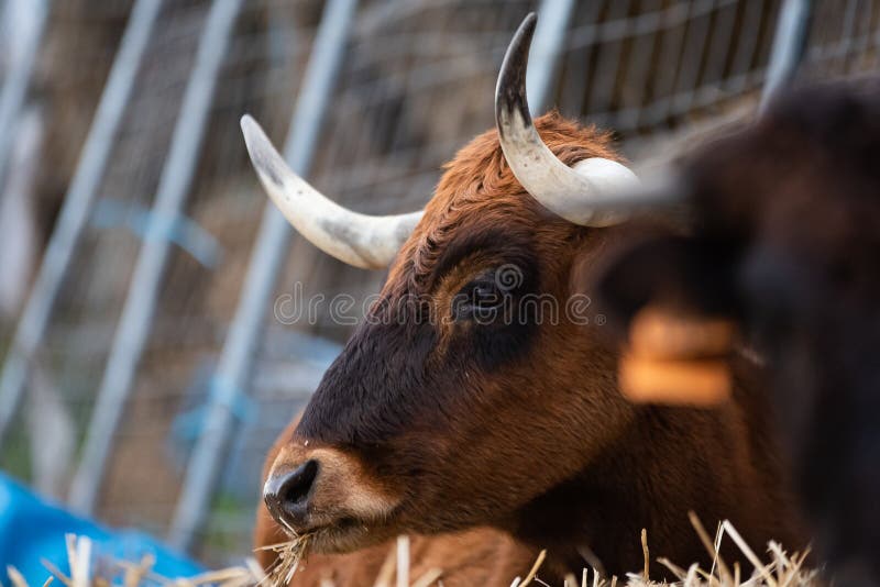 Spanish Brave Fight Bull in the Stable Stock Photo - Image of tradition ...