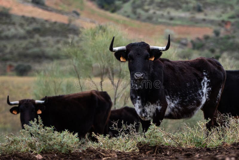 Spanish Brave Fight Bull in the Stable Stock Photo - Image of tradition ...