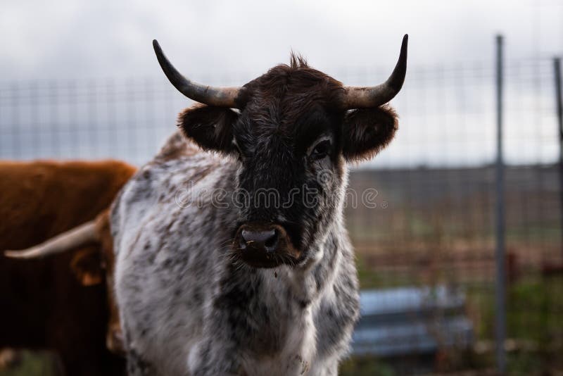 Spanish Brave Fight Bull in the Stable Stock Photo - Image of tradition ...